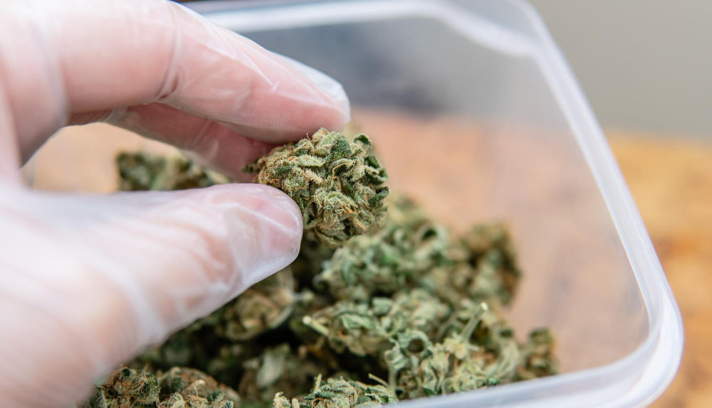 Legalization of cannabis in Germany: roadmap and conditions